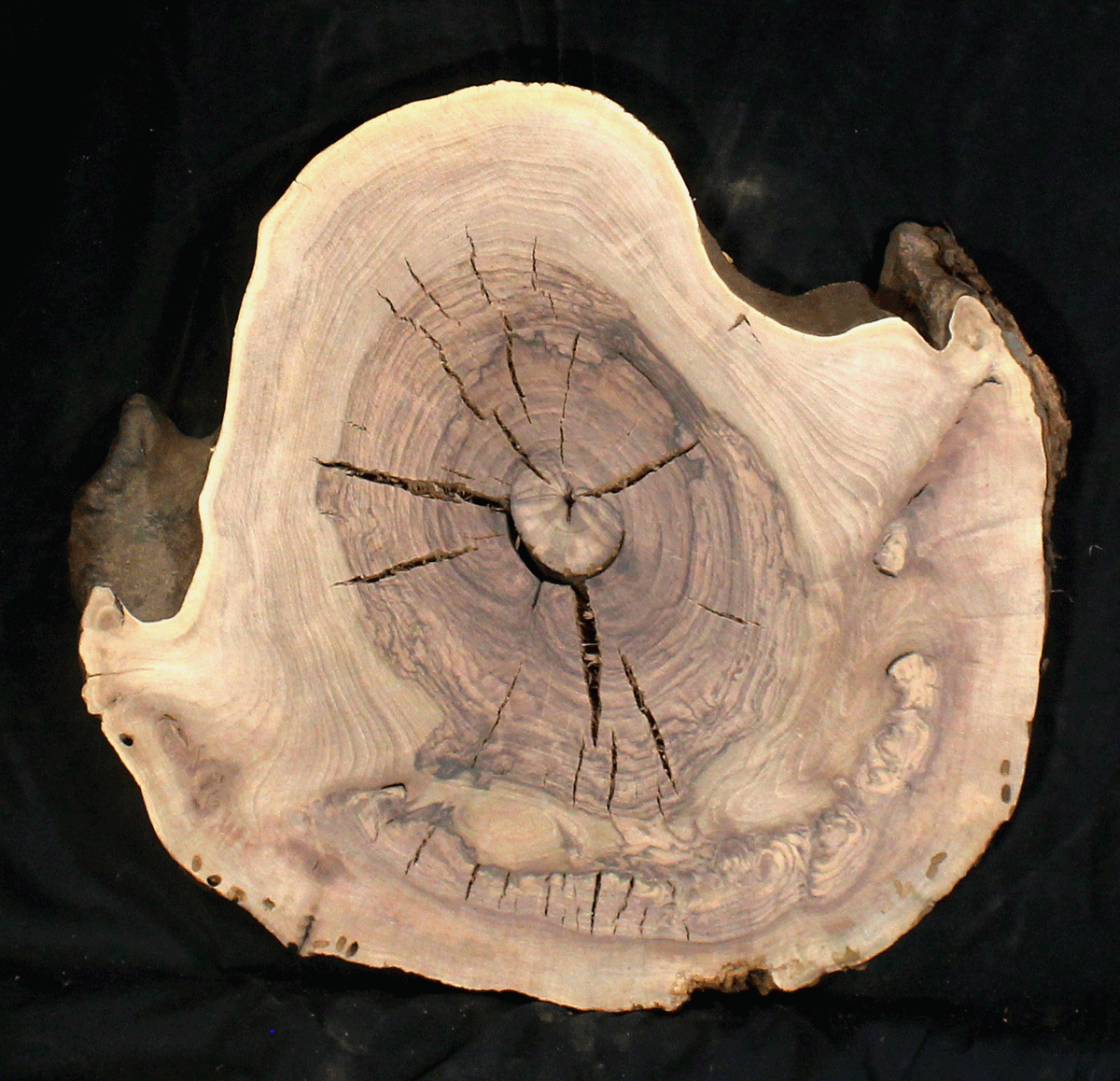 Claro Walnut Slab for Resin Art or Small Tables (WA08) — Wood From the West